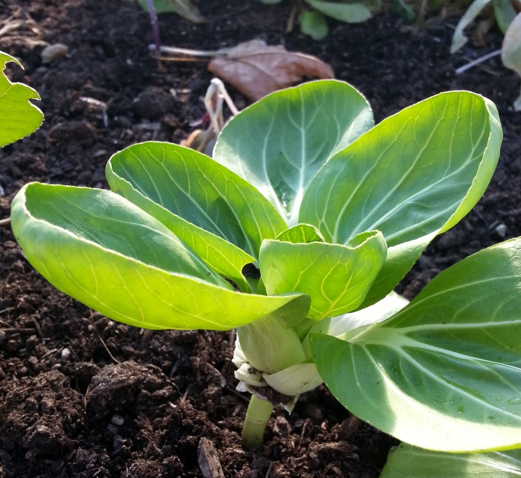 Types of Bok Choy – Crazy for Gardening