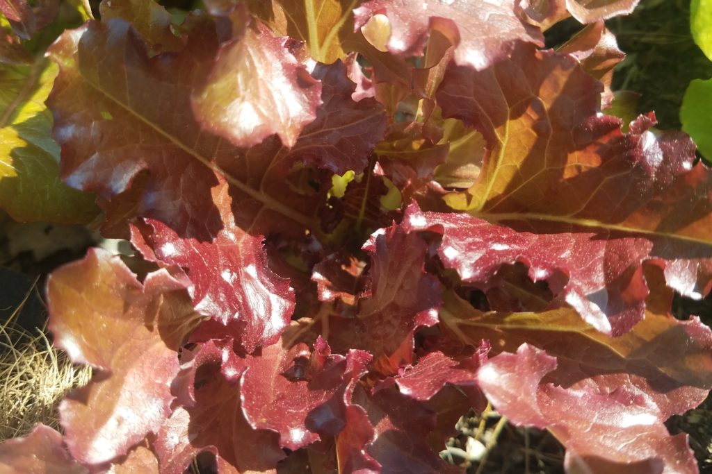 Devil’s Tongue Lettuce – Crazy for Gardening
