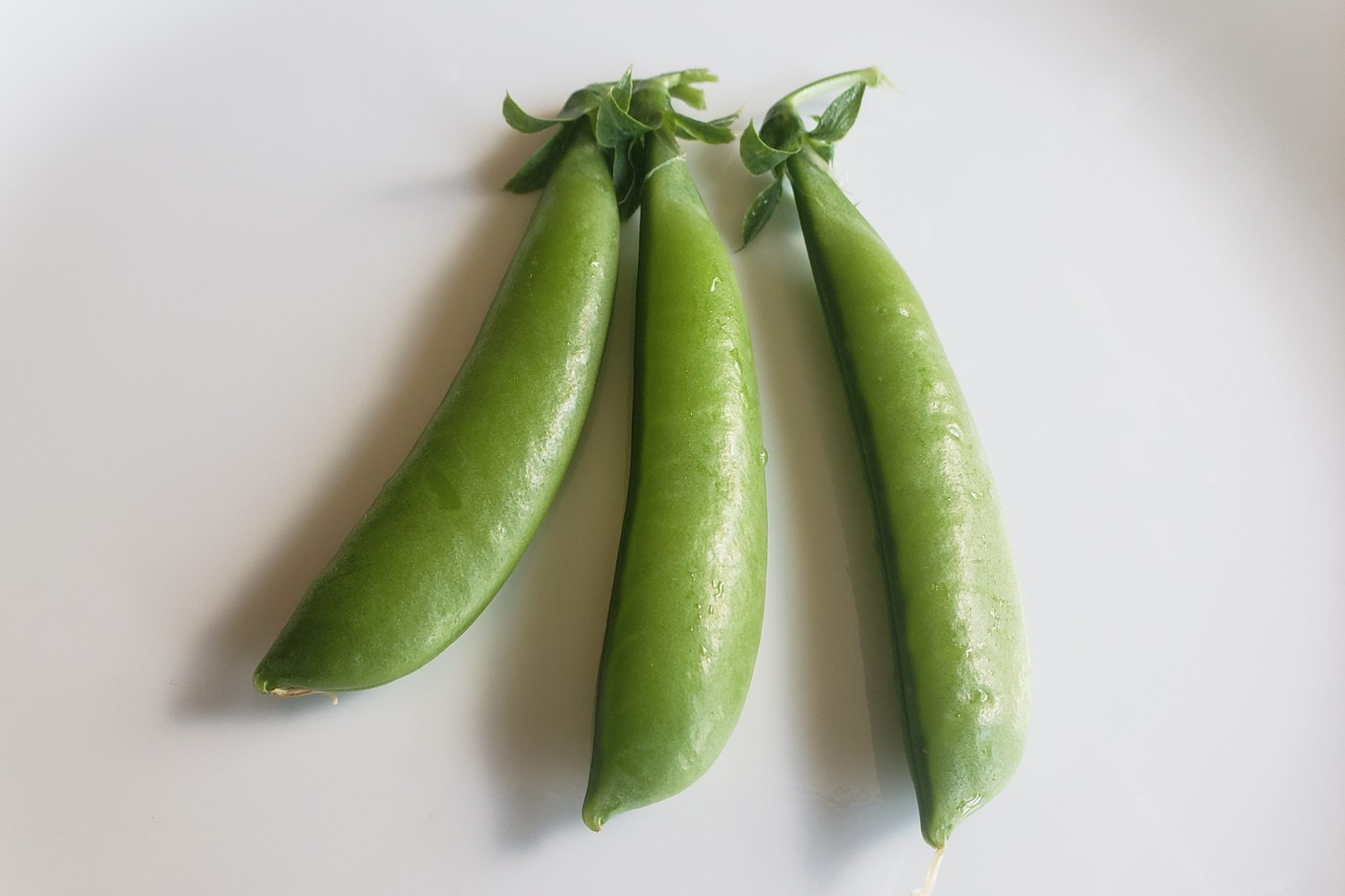 Sugar Snap – Crazy for Gardening