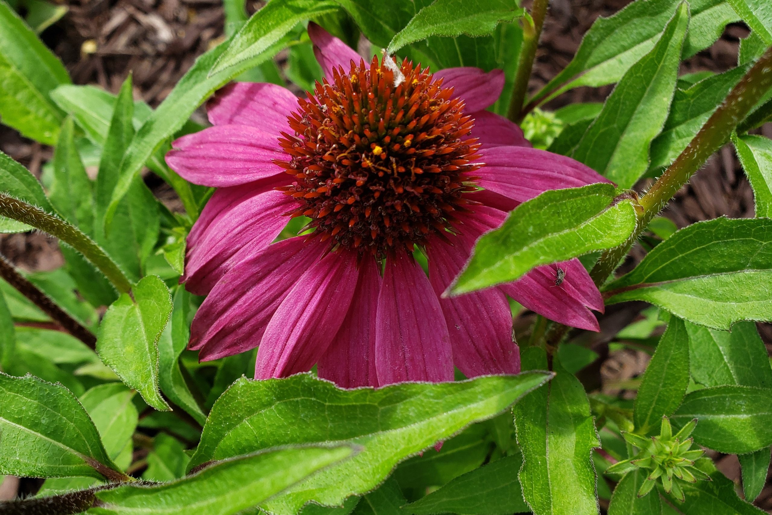 Pow Wow Coneflowers – Crazy for Gardening
