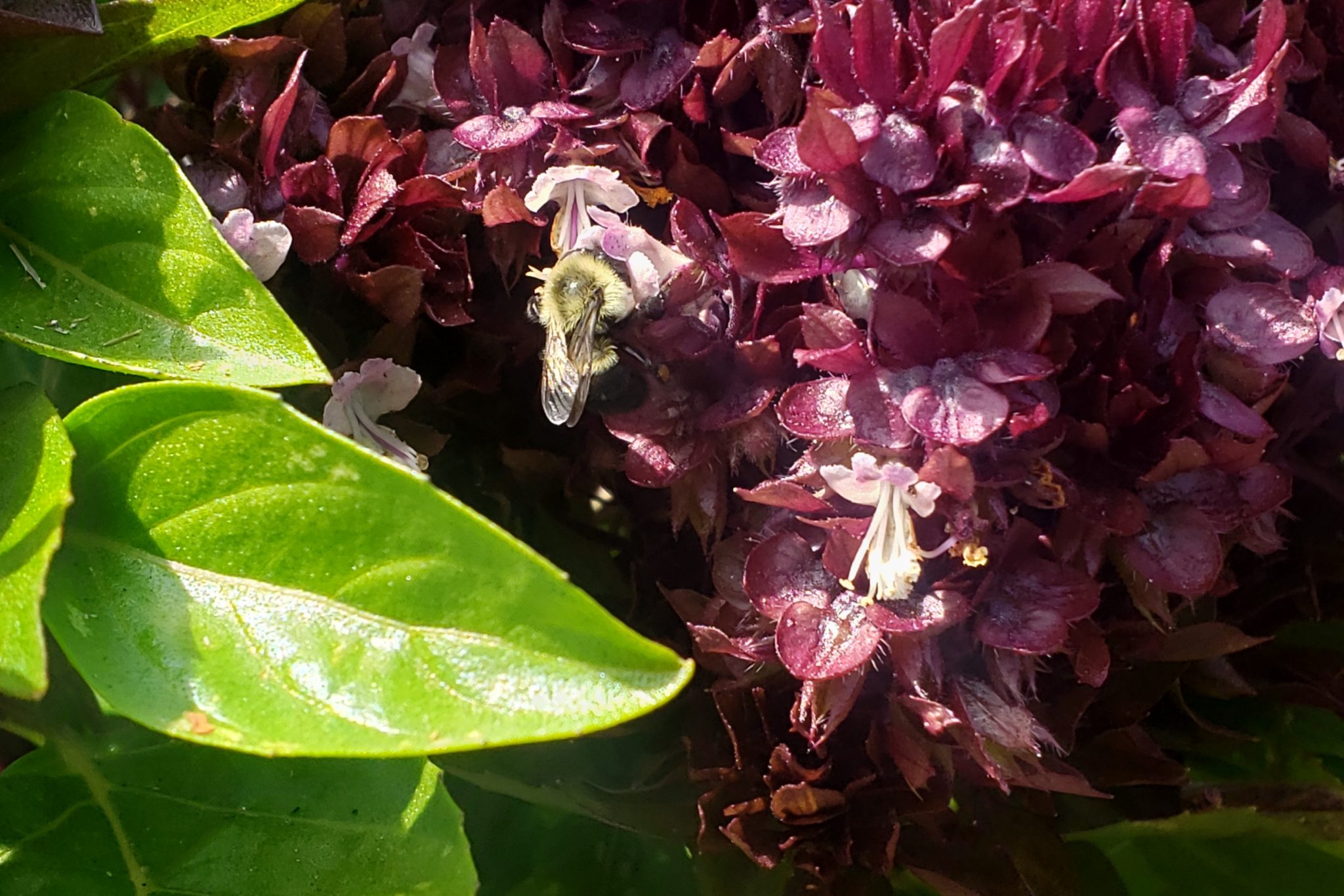 Cardinal Basil – Crazy for Gardening