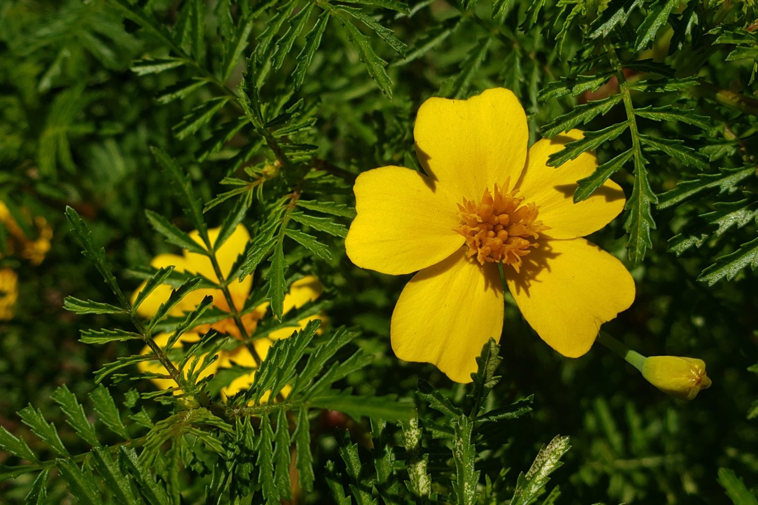 Signet Marigolds – Crazy for Gardening