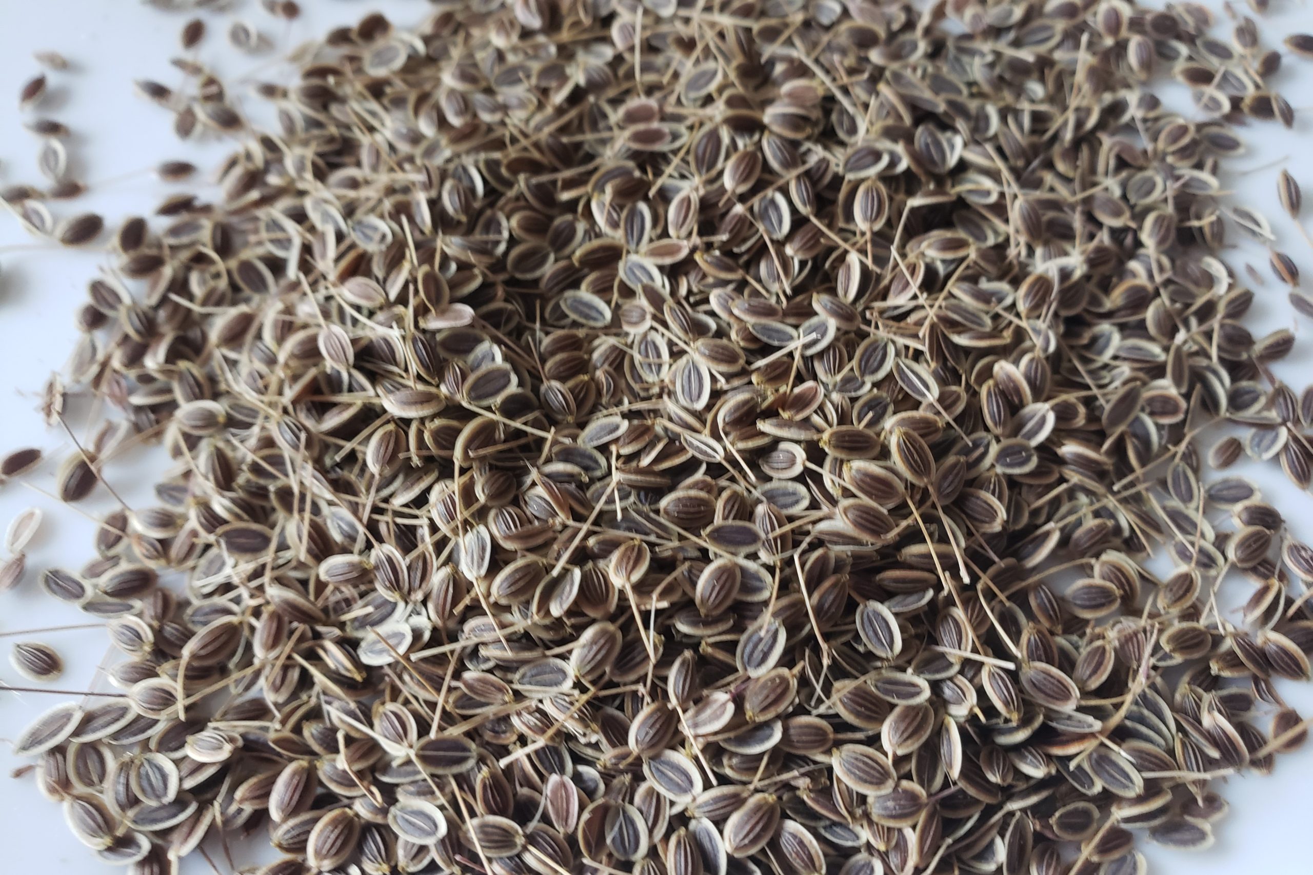 Save Dill Seeds – Crazy for Gardening