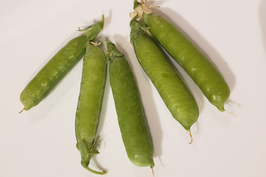 Wando Peas – Crazy for Gardening
