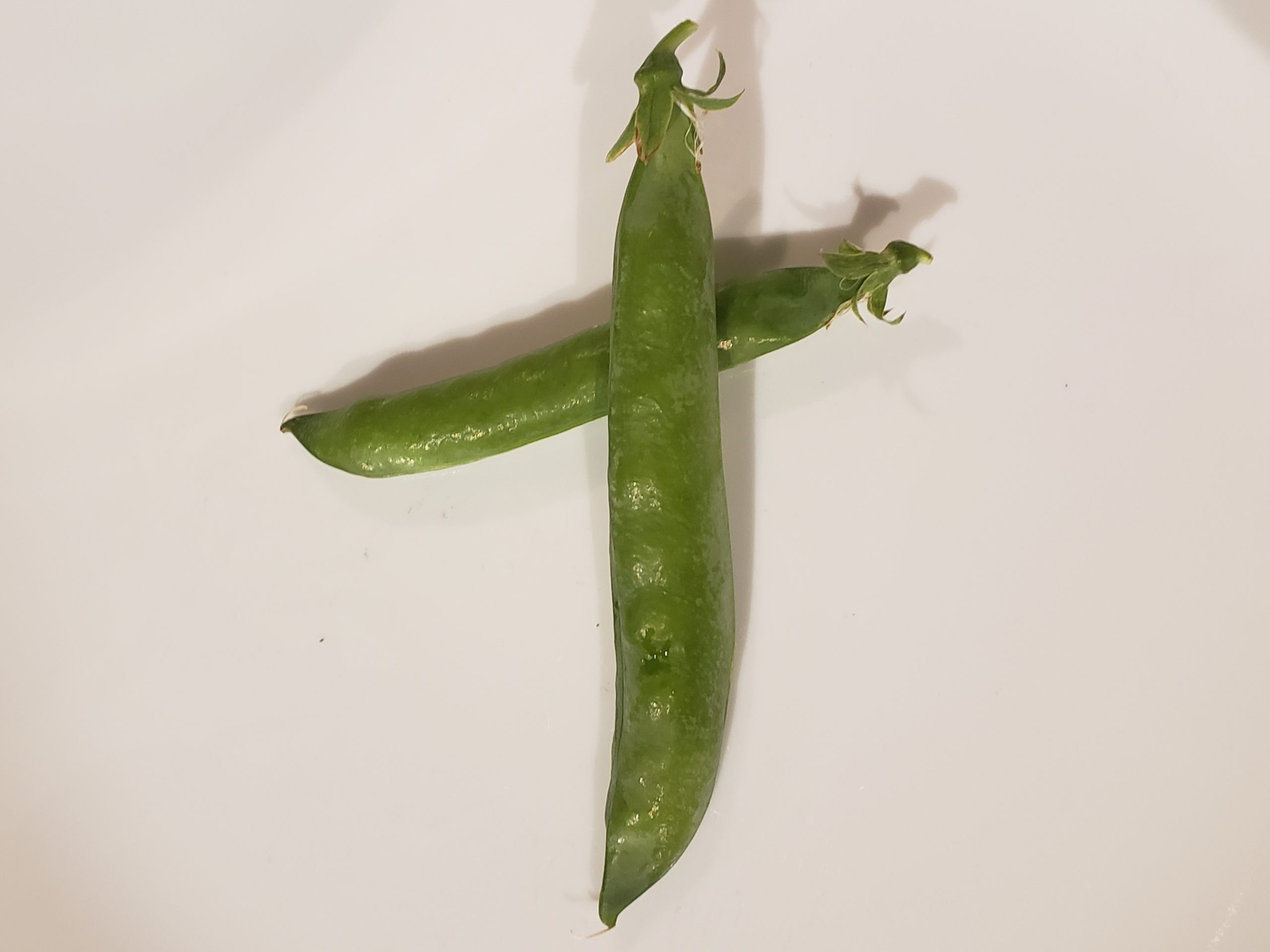 Green Arrow Peas – Crazy for Gardening