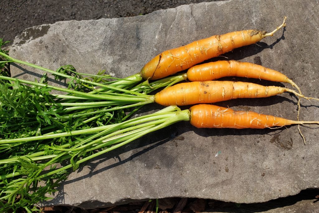 Shin Kuroda Carrots – Crazy for Gardening