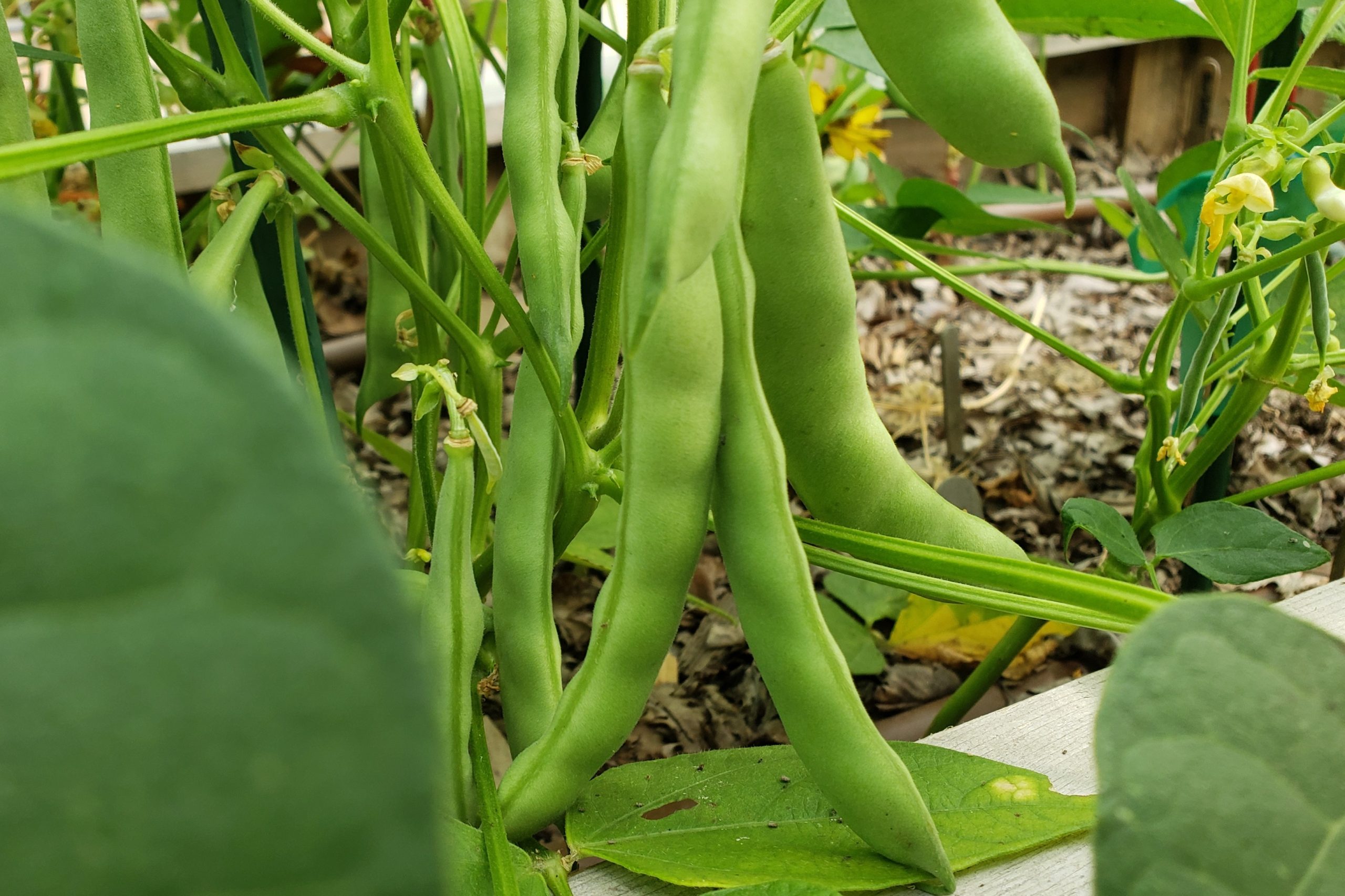 Types of Beans – Crazy for Gardening