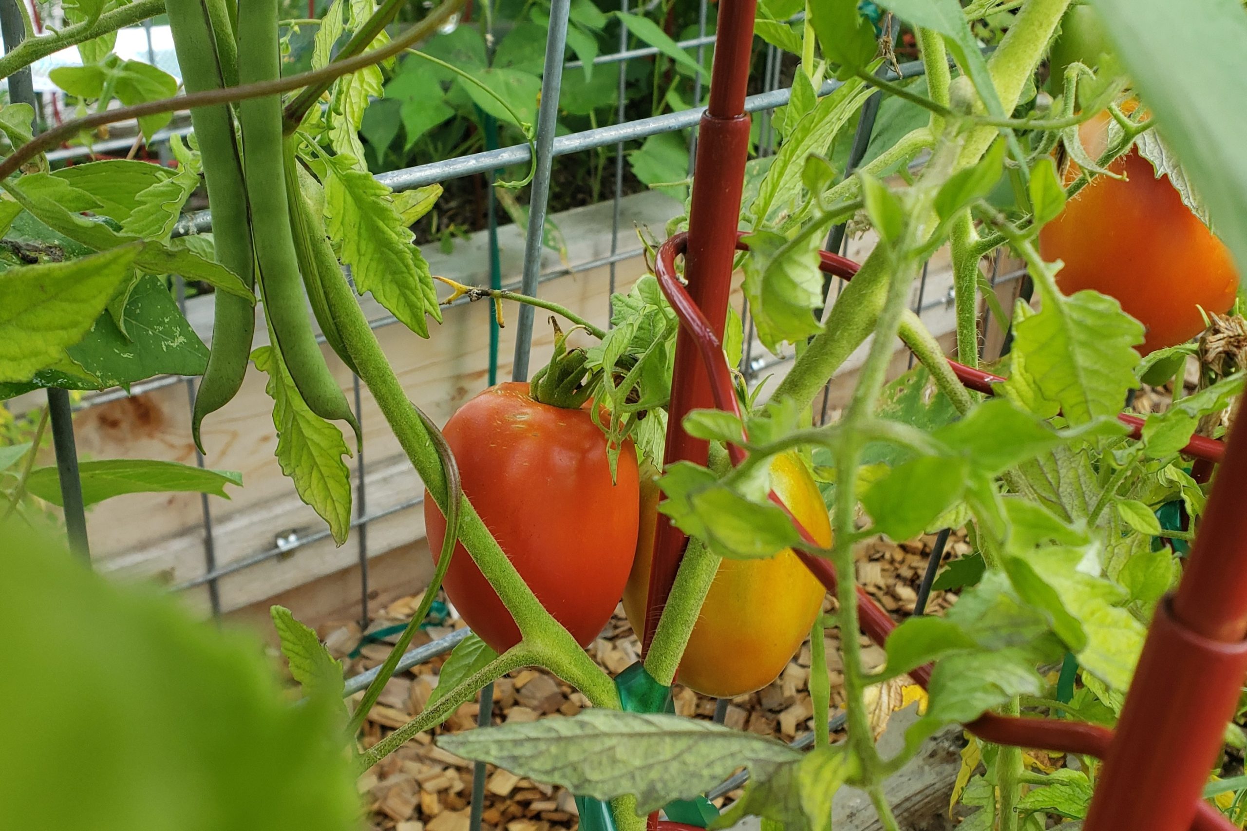 Amish Paste Tomato – Crazy for Gardening