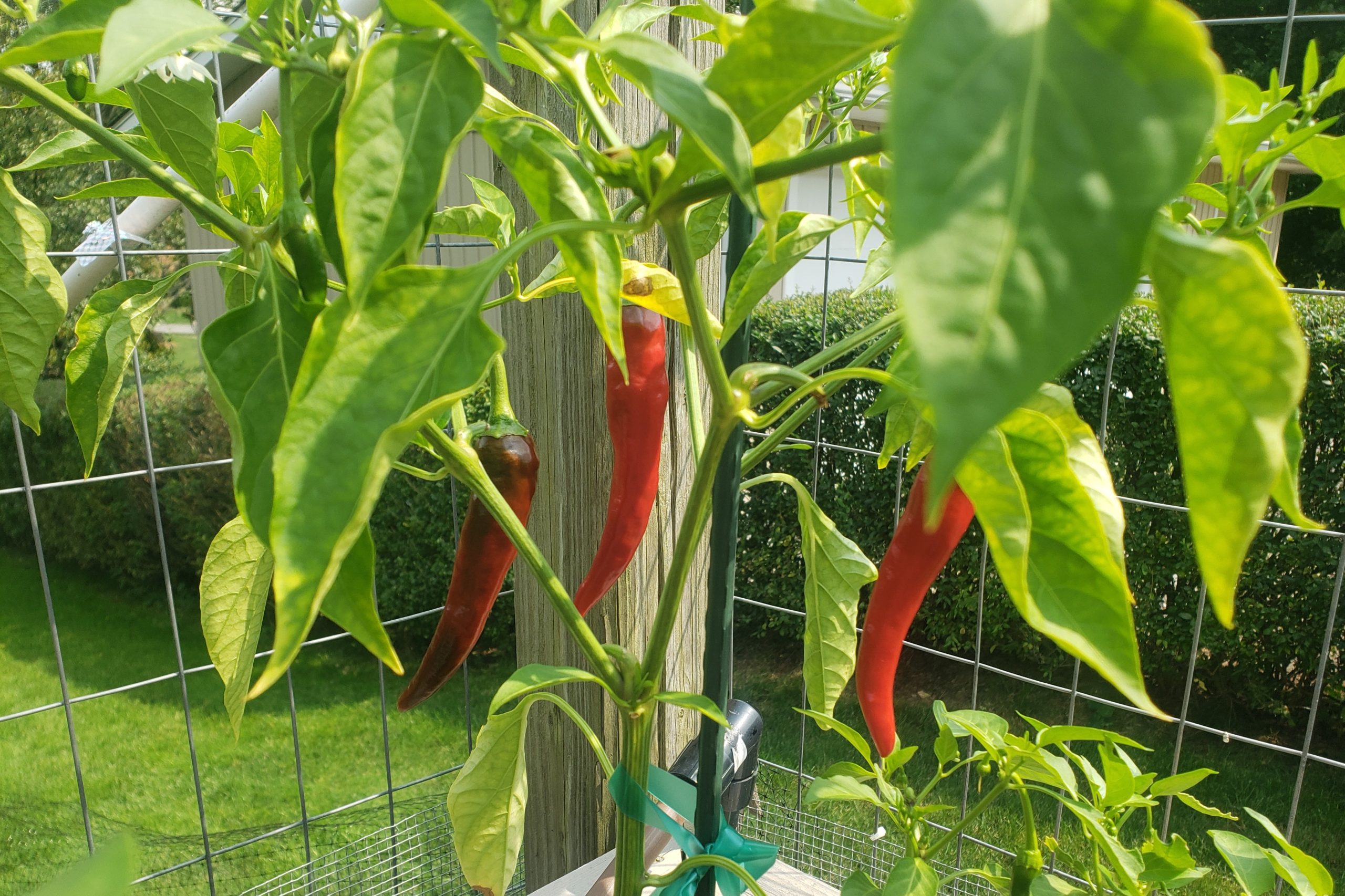 Guajillo Peppers – Crazy for Gardening