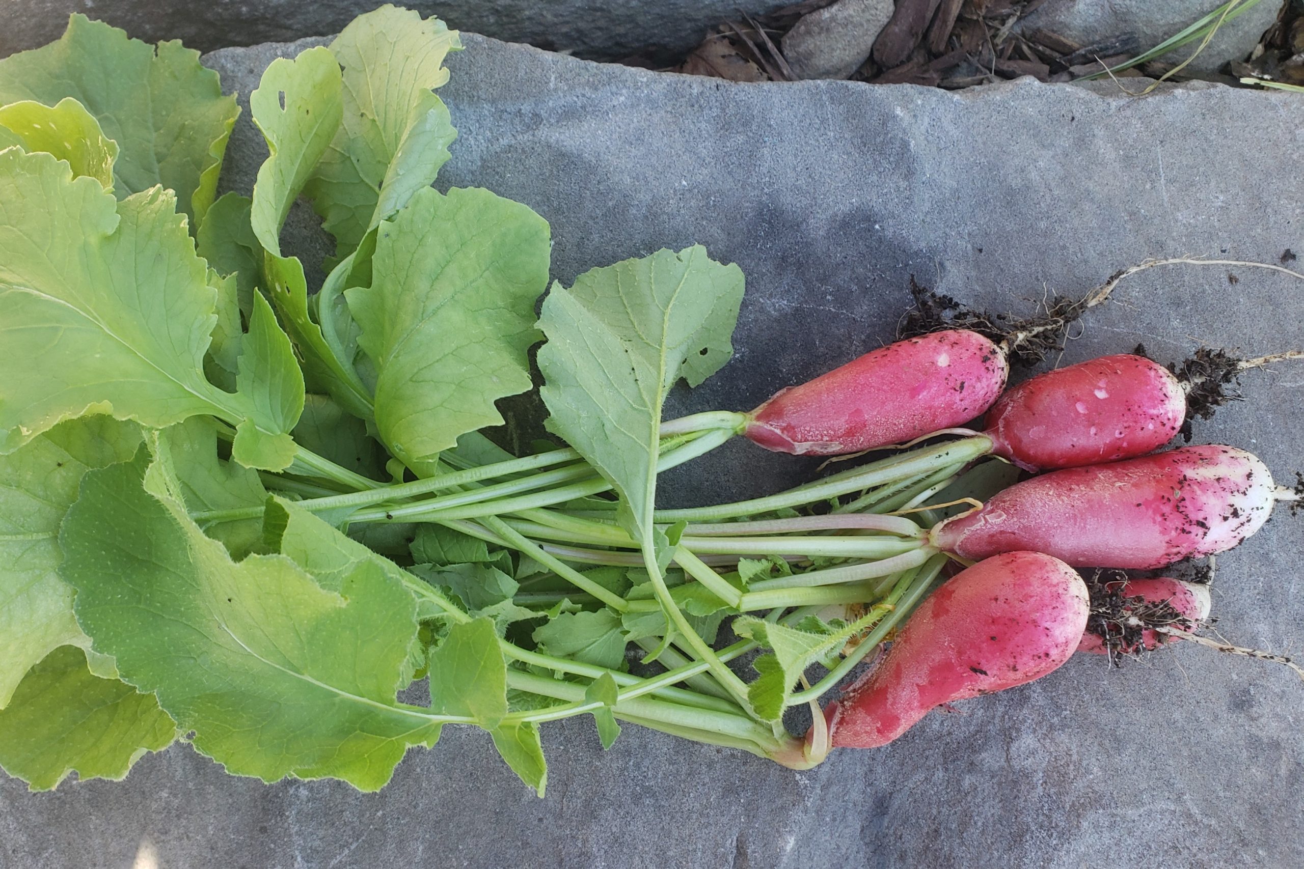 French Breakfast Radish – Crazy for Gardening