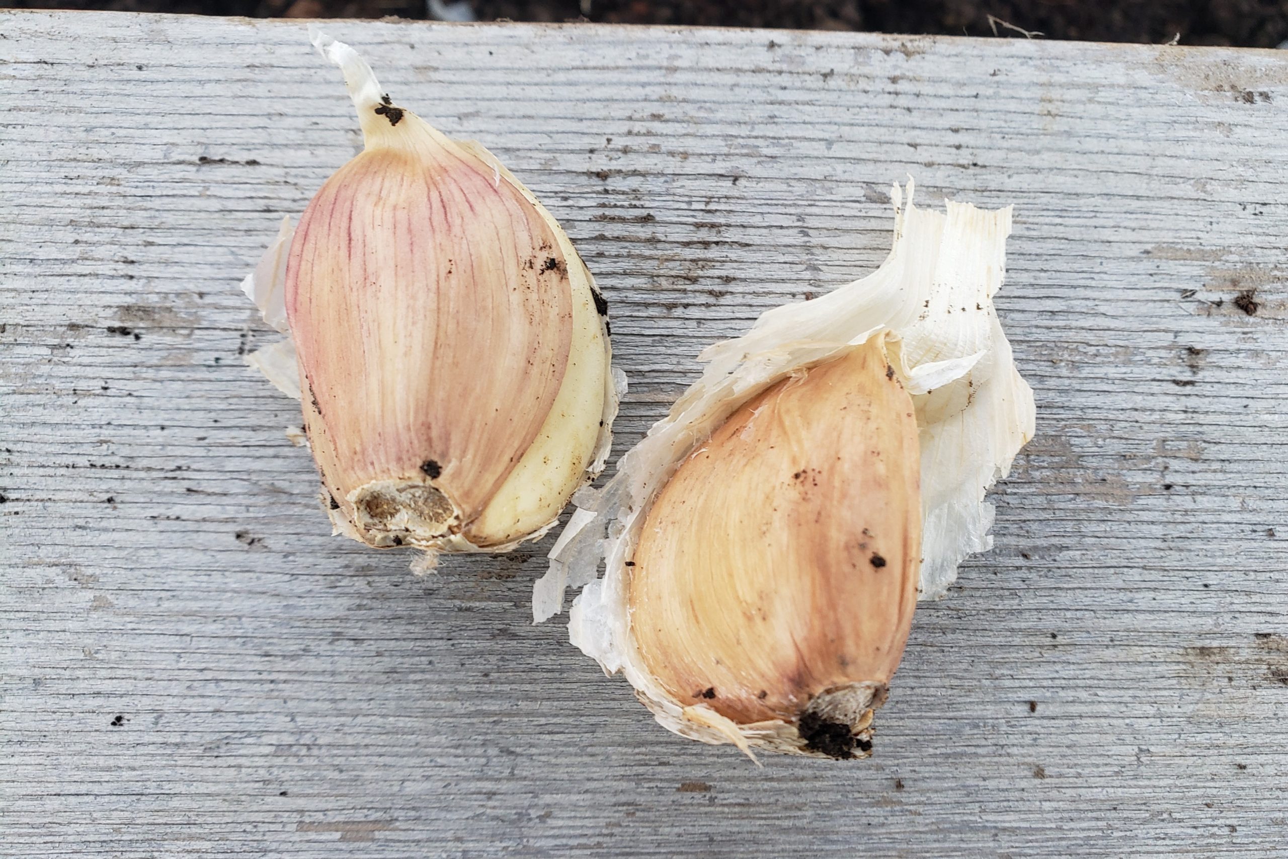 Spanish Roja Garlic – Crazy for Gardening