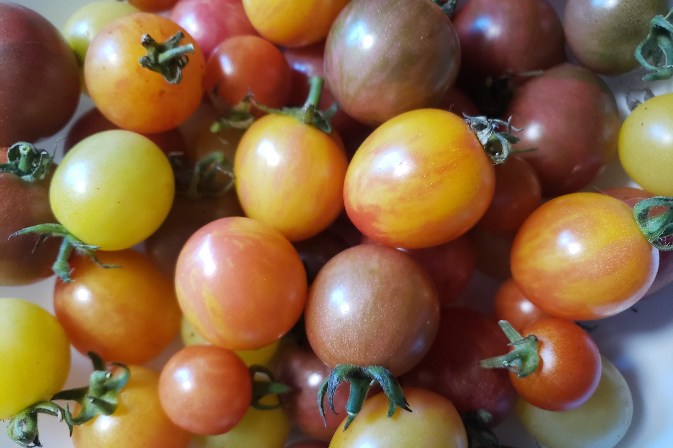 Botanical Interests – Crazy for Gardening