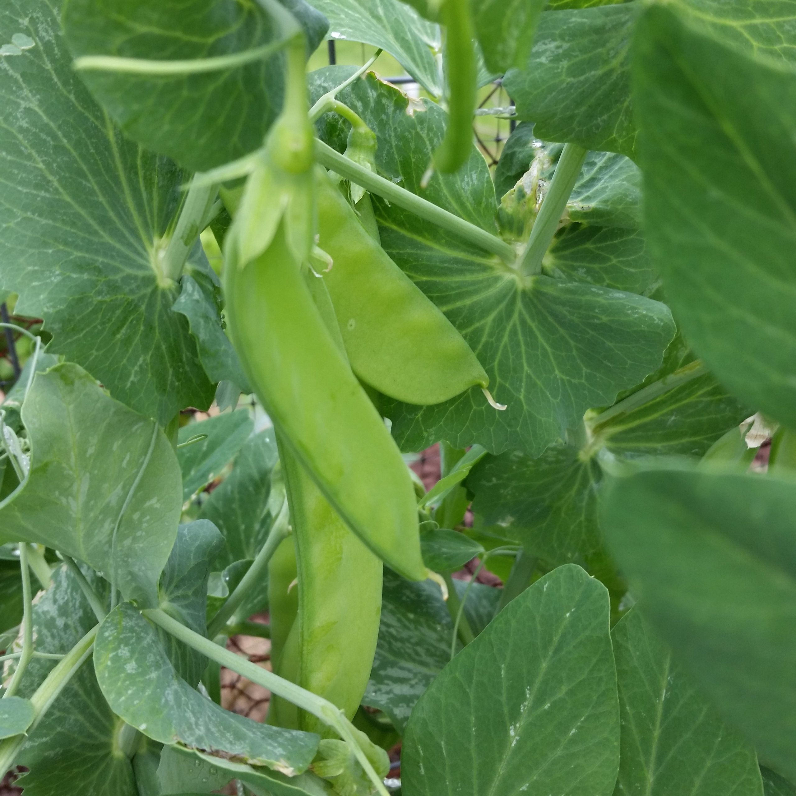 Sow and Grow Snow Peas – Crazy for Gardening