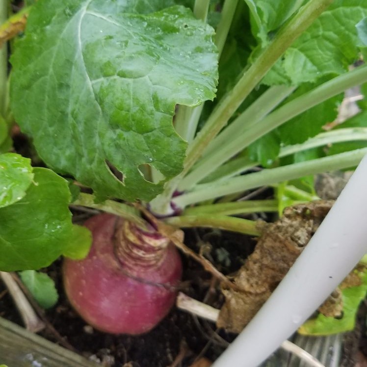 Sow and Grow Rutabaga – Crazy for Gardening