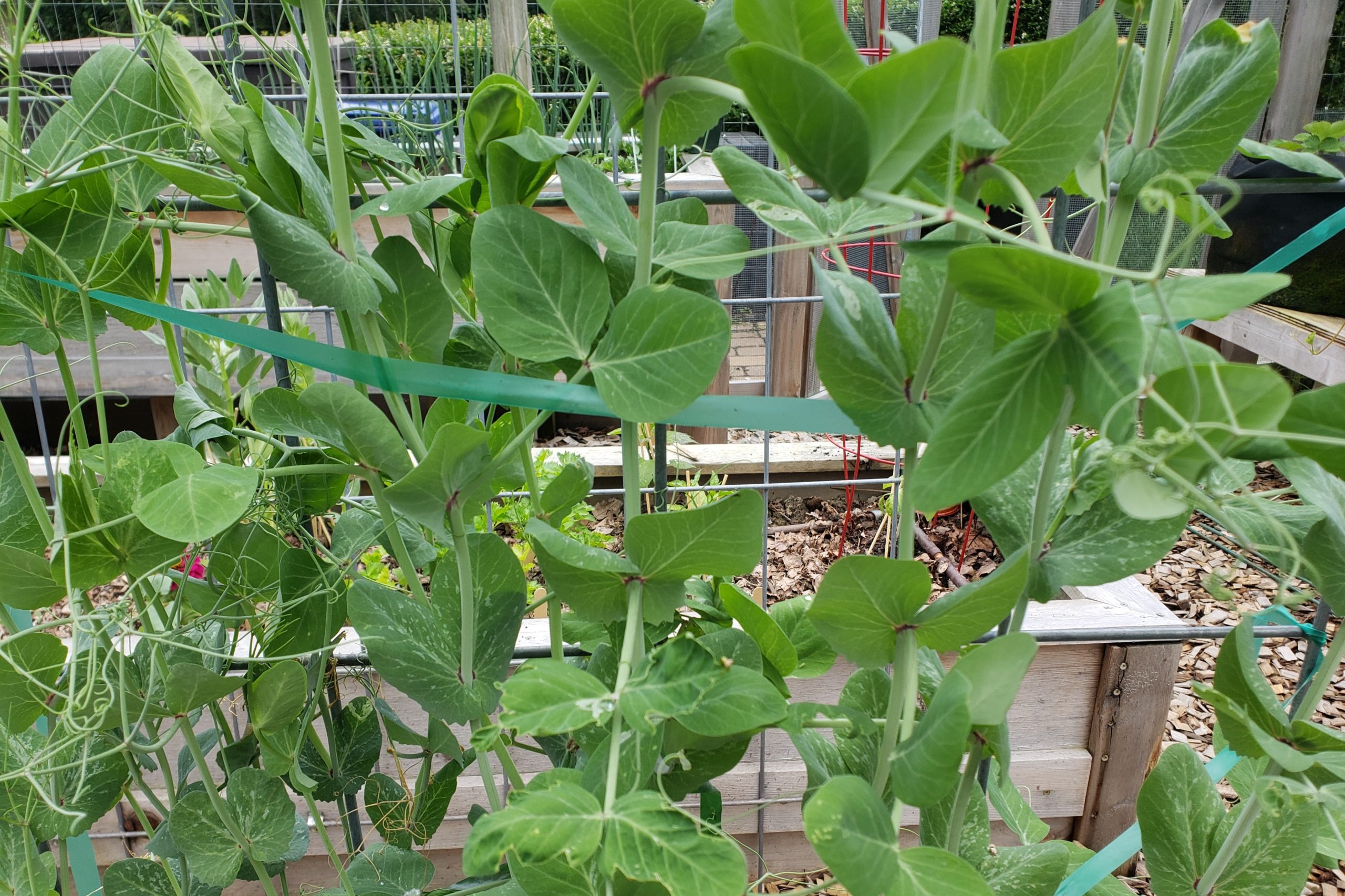 Supports for Pole Plants – Crazy for Gardening