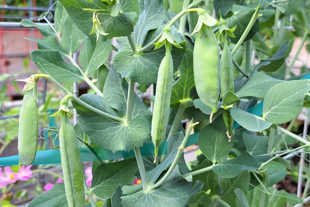 Sugar Daddy Snap Pea – Crazy for Gardening