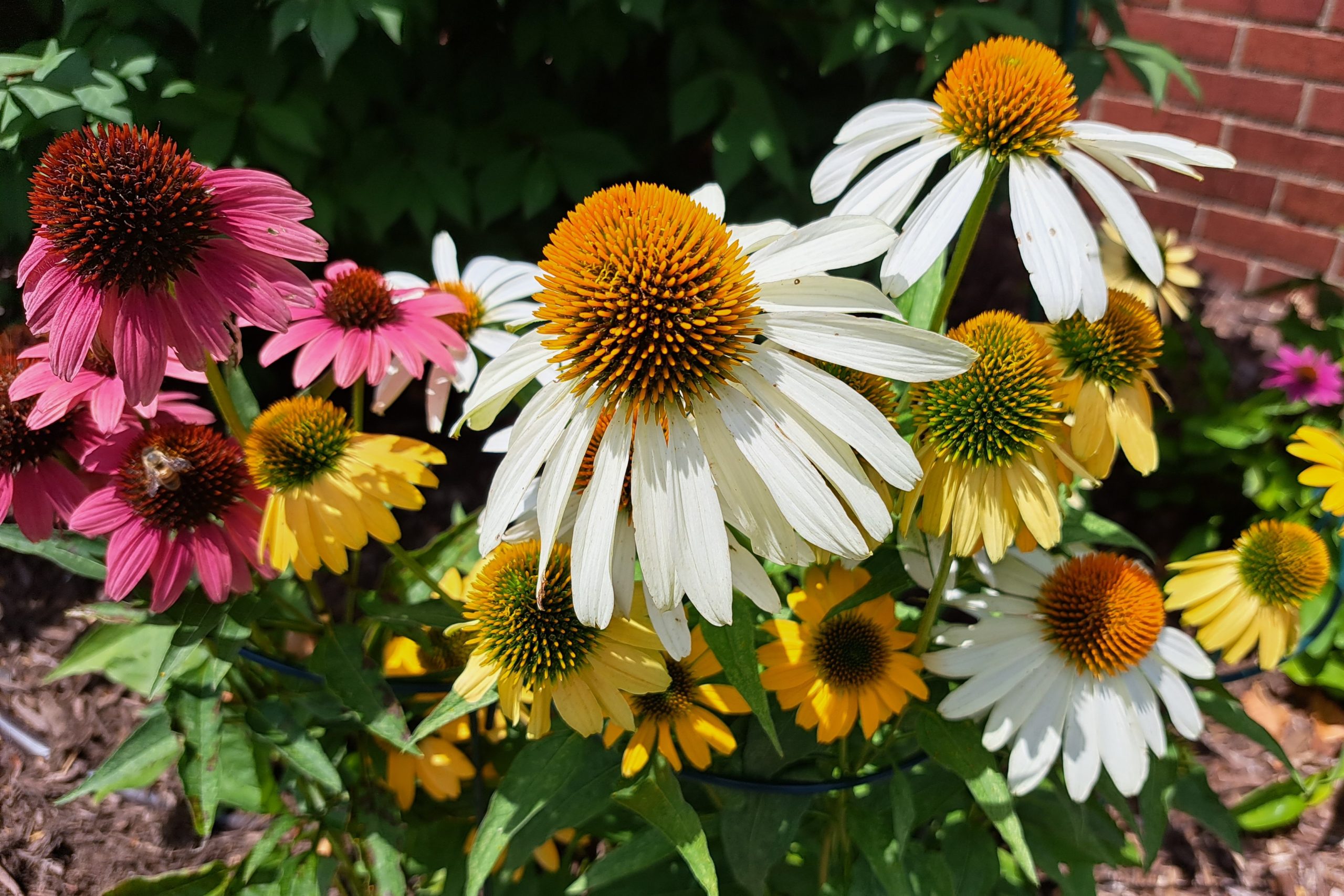 Paradiso Coneflowers – Crazy for Gardening