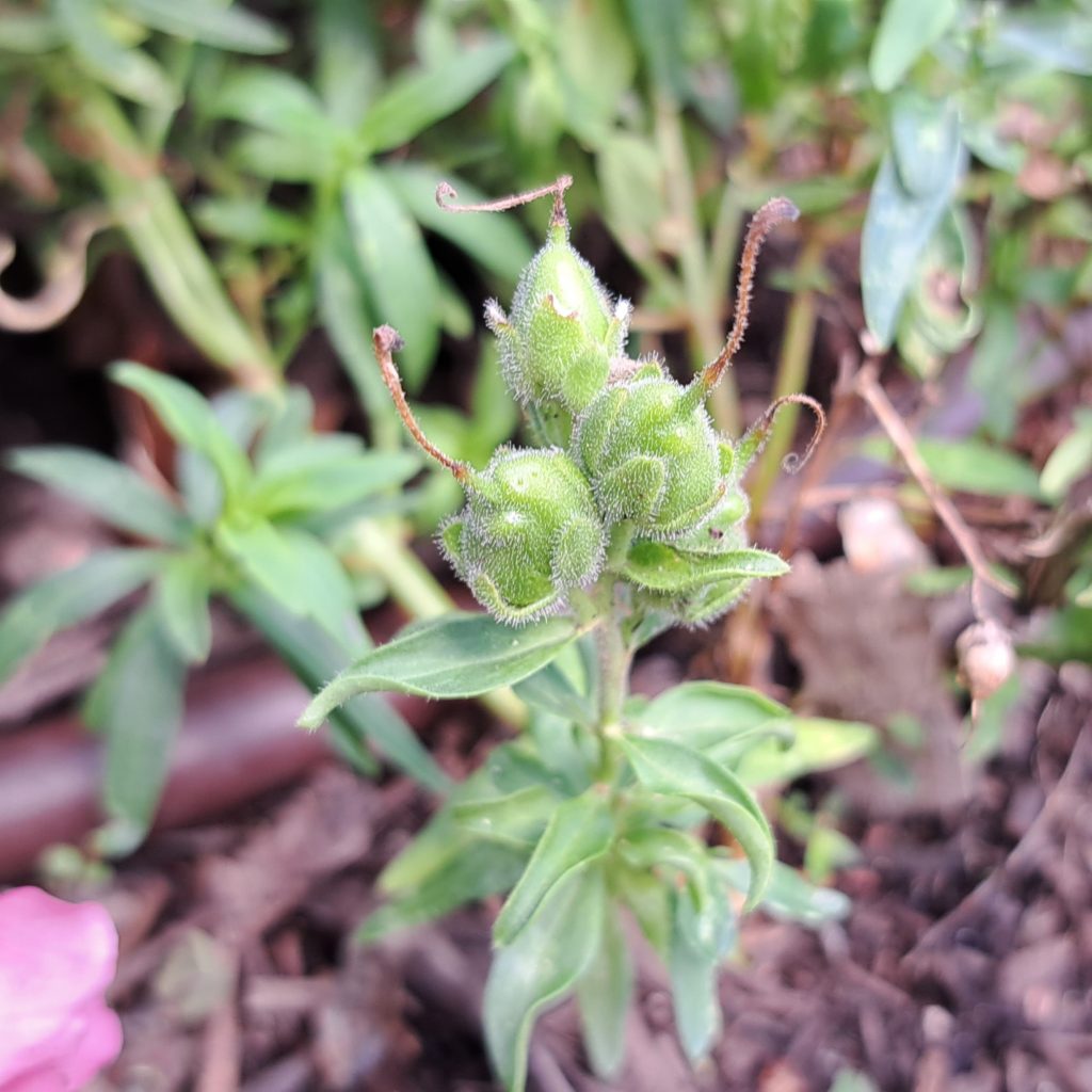 Save Snapdragon Seeds – Crazy for Gardening