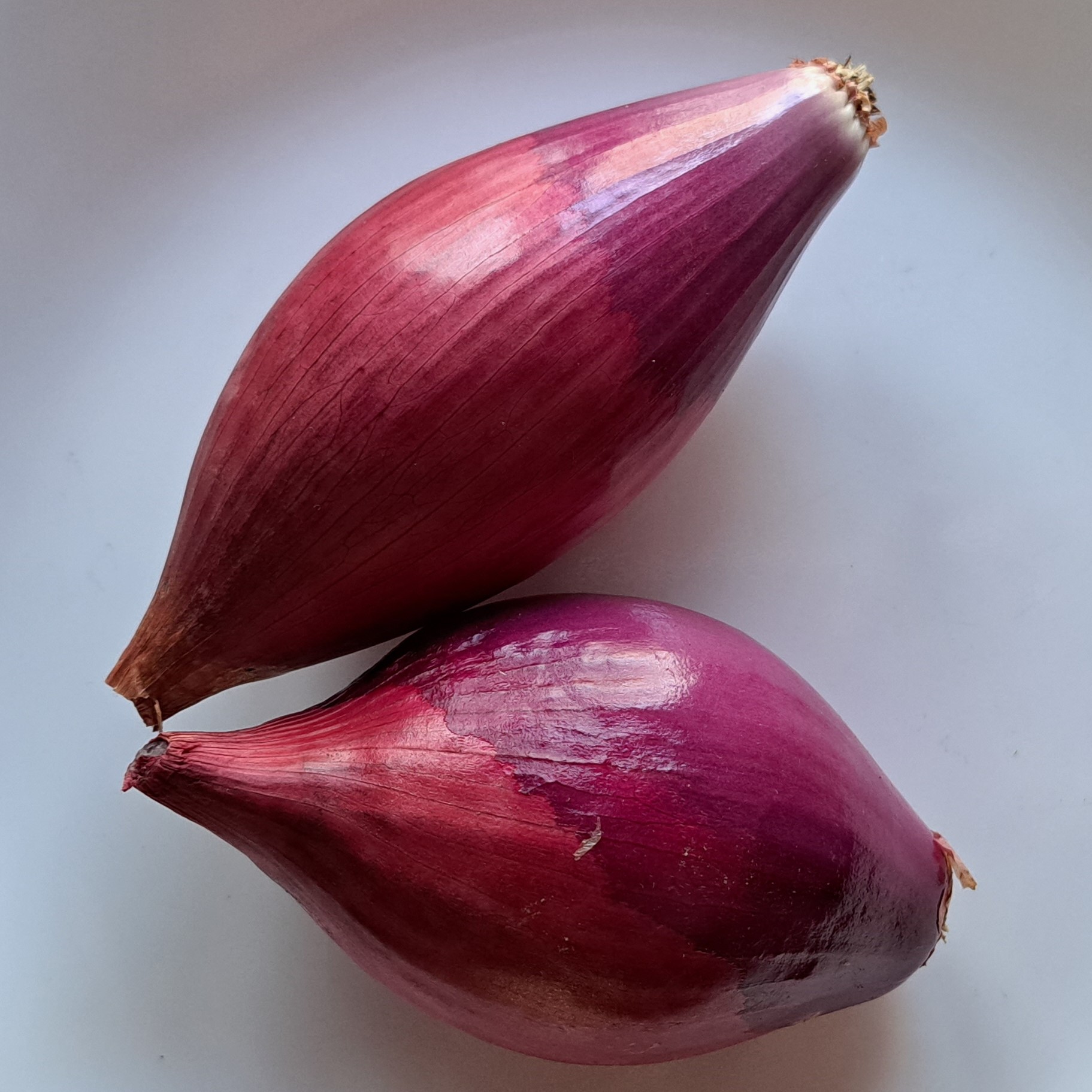 Red Long of Tropea Onion – Crazy for Gardening