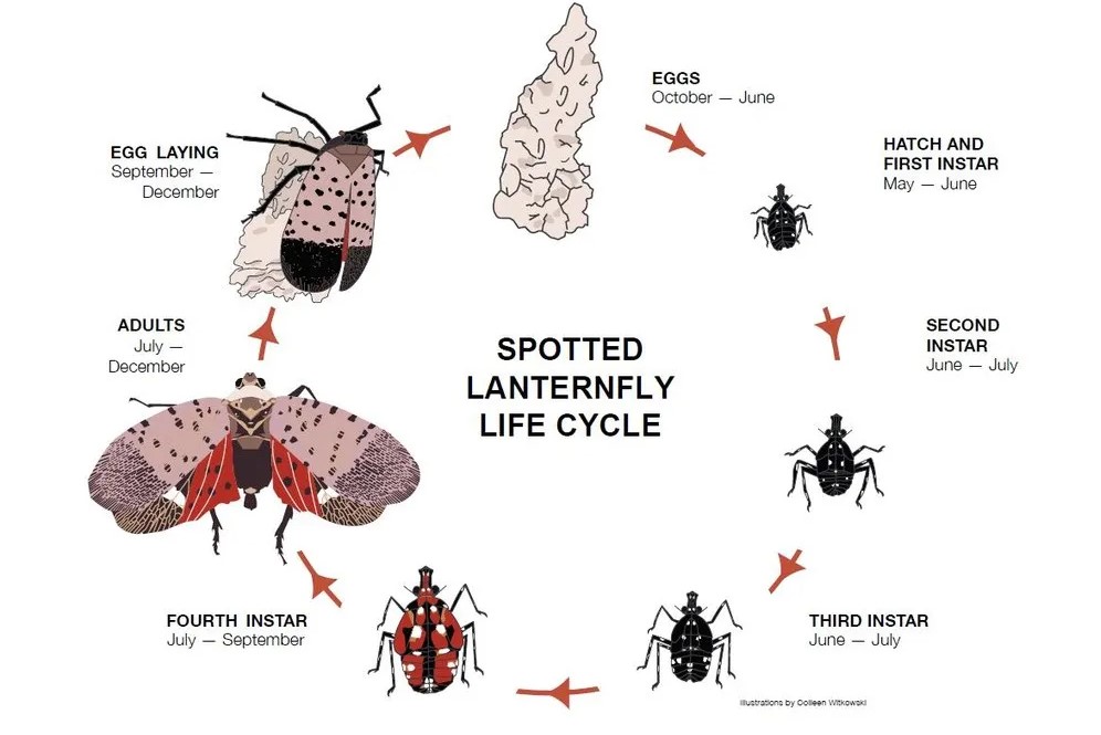 Spotted Lanternfly Life Cycle – Crazy for Gardening