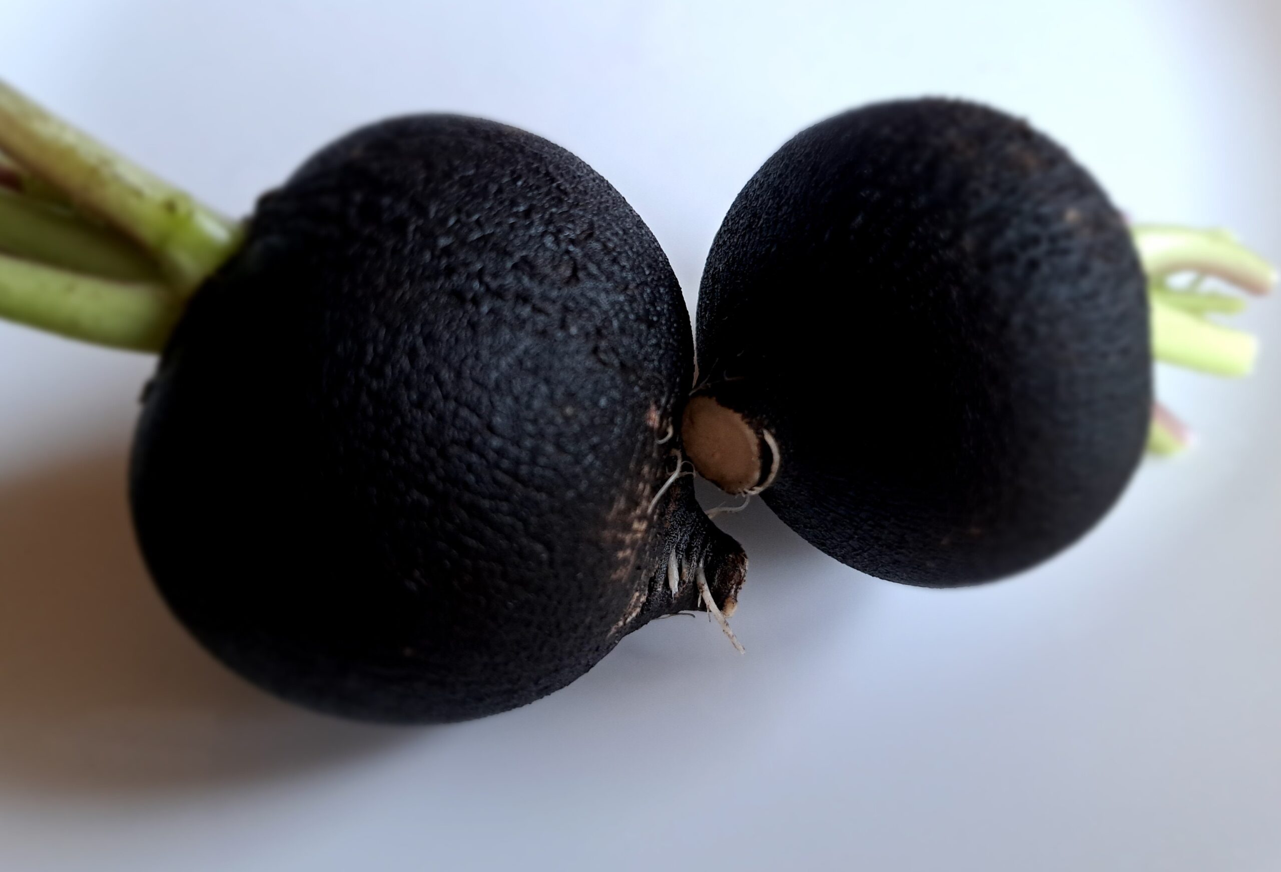 Black Spanish Radishes – Crazy for Gardening
