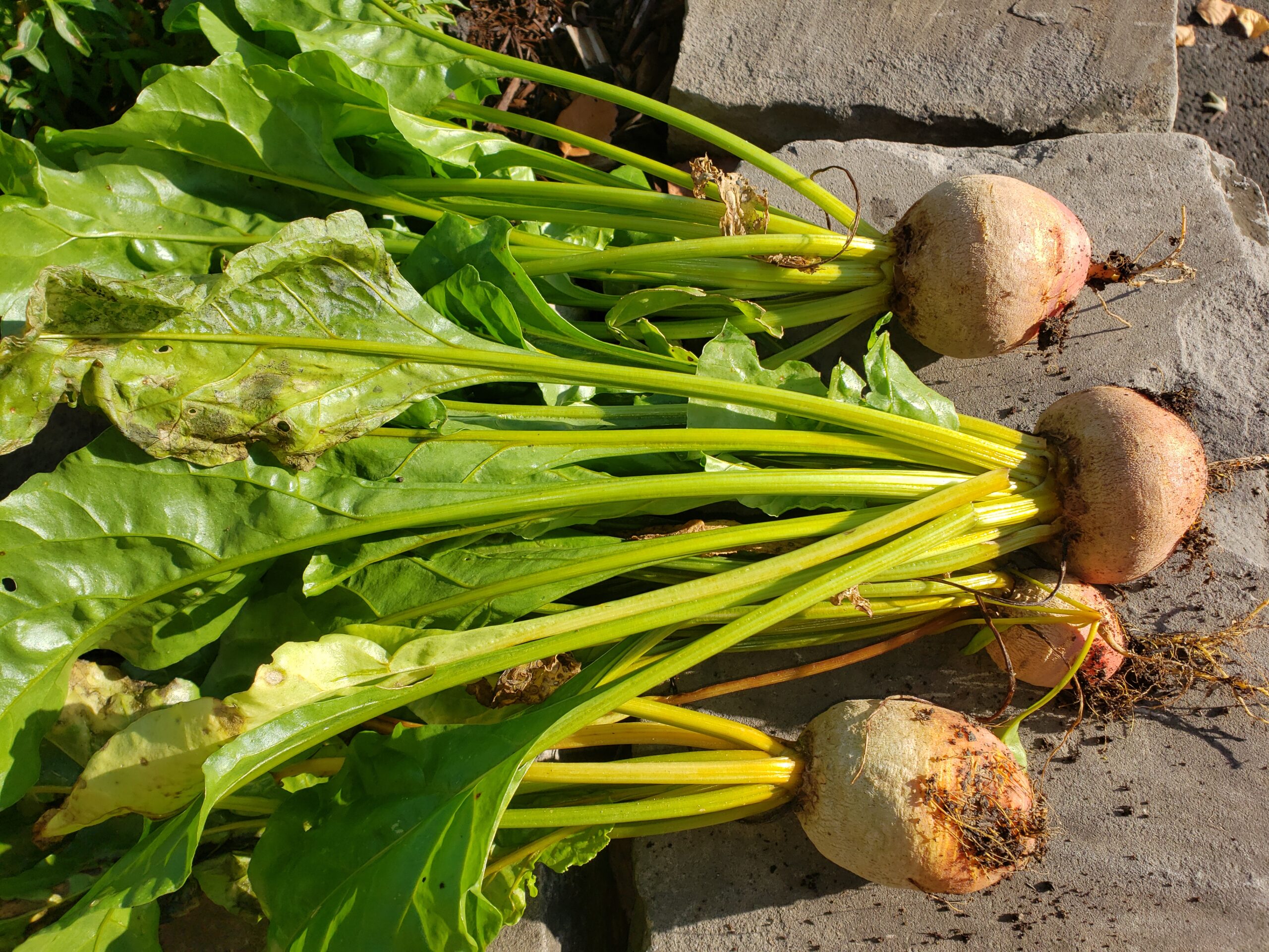 Seed Ideas for Beets – Crazy for Gardening