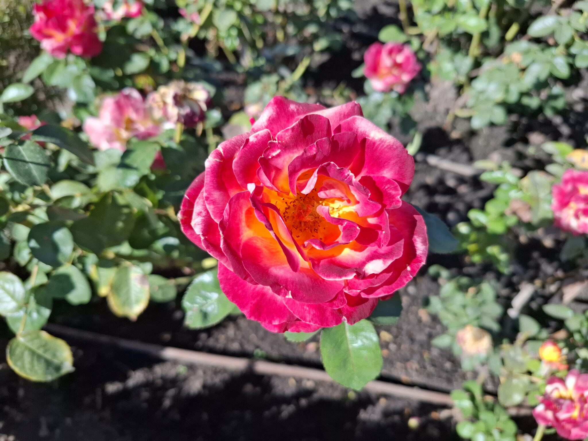 La Rosaleda at Parque del Retiro – Crazy for Gardening